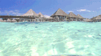 Tropical GIFs - Get the best gif on GIFER