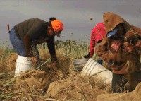 Harvest GIFs - Get the best gif on GIFER