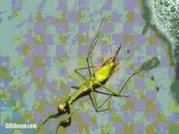 Mantis GIFs - Get the best gif on GIFER
