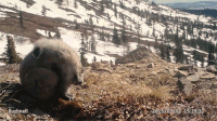 Marmot GIFs - Get the best gif on GIFER
