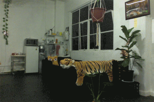 Its not a real tiger please dont worry GIF - Conseguir o melhor gif em ...