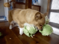 Cabbage GIFs - Get the best gif on GIFER