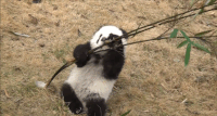 Bamboo GIFs - Get the best gif on GIFER