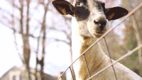 Ziege GIFs - Get the best gif on GIFER