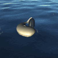 Whale GIFs - Get the best gif on GIFER