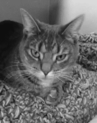 Rayados GIFs - Get the best gif on GIFER