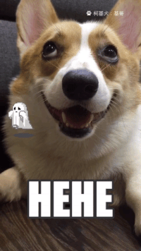 Hehe GIFs - Get the best gif on GIFER