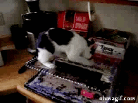 Scratching GIFs - Get the best gif on GIFER