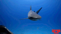 Shark of the week GIFs - Obtenez le meilleur gif sur GIFER