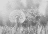 Dandelion GIFs - Get the best gif on GIFER