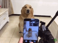 Perro GIF - Conseguir el mejor gif en GIFER