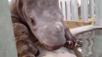 Rhino GIFs - Get the best gif on GIFER