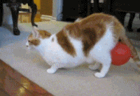 Boxers GIFs - Get the best gif on GIFER