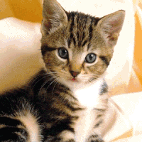 Chat mignon GIFs - Obtenez le meilleur gif sur GIFER