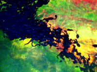 Tadpole GIFs - Get the best gif on GIFER