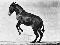 Donkey GIFs - Get the best gif on GIFER