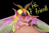 Moth GIFs - Get the best gif on GIFER