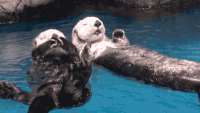 Otter GIFs - Get the best gif on GIFER