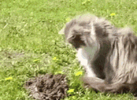 Mole GIFs - Get the best gif on GIFER