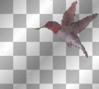 Transparent amazon GIFs - Get the best gif on GIFER