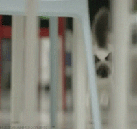Snowshoe GIFs - Get the best gif on GIFER