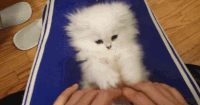 Copy GIFs - Get the best gif on GIFER