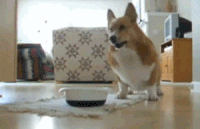 Controle GIFs - Get the best gif on GIFER