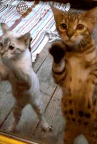 Paws GIFs - Get the best gif on GIFER