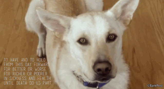 Beautifuldogs GIFs - Hole dir die besten GIFs auf GIFER