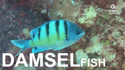 Damselfish GIFs - Get the best gif on GIFER