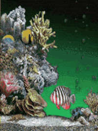 Aquarium GIFs - Get the best gif on GIFER