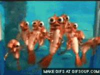 Shrimp GIFs - Get the best gif on GIFER