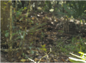 Diptera GIFs - Get the best gif on GIFER
