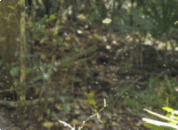 Diptera GIFs - Get the best gif on GIFER