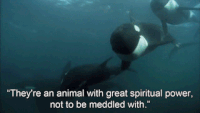 Orca GIFs - Get the best gif on GIFER