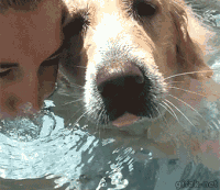 Dog swimming GIFs - Get the best gif on GIFER