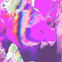 Magick GIFs - Get the best gif on GIFER