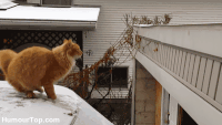 Esconder GIFs - Get the best gif on GIFER