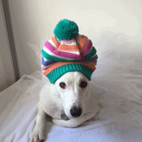 Casquette гифки, анимированные GIF изображения casquette - скачать гиф ...