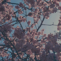 Arbre GIFs - Get the best gif on GIFER