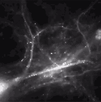 Neuron GIFs - Get the best gif on GIFER
