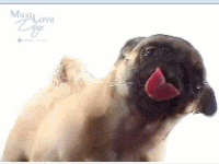 Perro GIF - Conseguir el mejor gif en GIFER