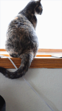 Swish GIFs - Get the best gif on GIFER