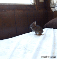 Hare GIFs - Get the best gif on GIFER