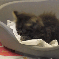 Tissues GIFs - Get the best gif on GIFER