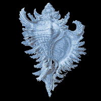 Shell GIFs - Get the best gif on GIFER