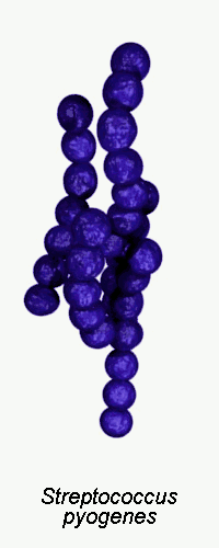 Microbiologia GIF - Conseguir el mejor gif en GIFER