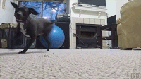 Greyhound GIFs - Get the best gif on GIFER