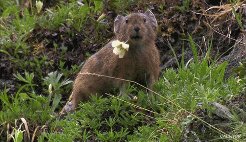 Ratn GIFs - Get the best gif on GIFER