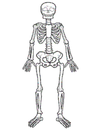 Squelette GIFs - Get the best gif on GIFER